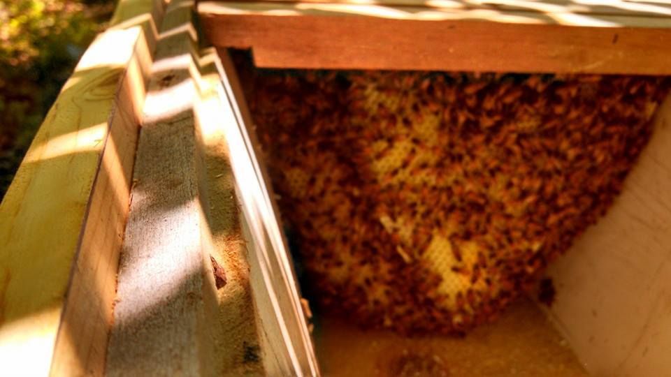 First Look | Beesource Beekeeping Forums