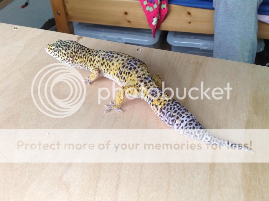 SW England - *cheap leopard geckos for sale* | Reptile Forums
