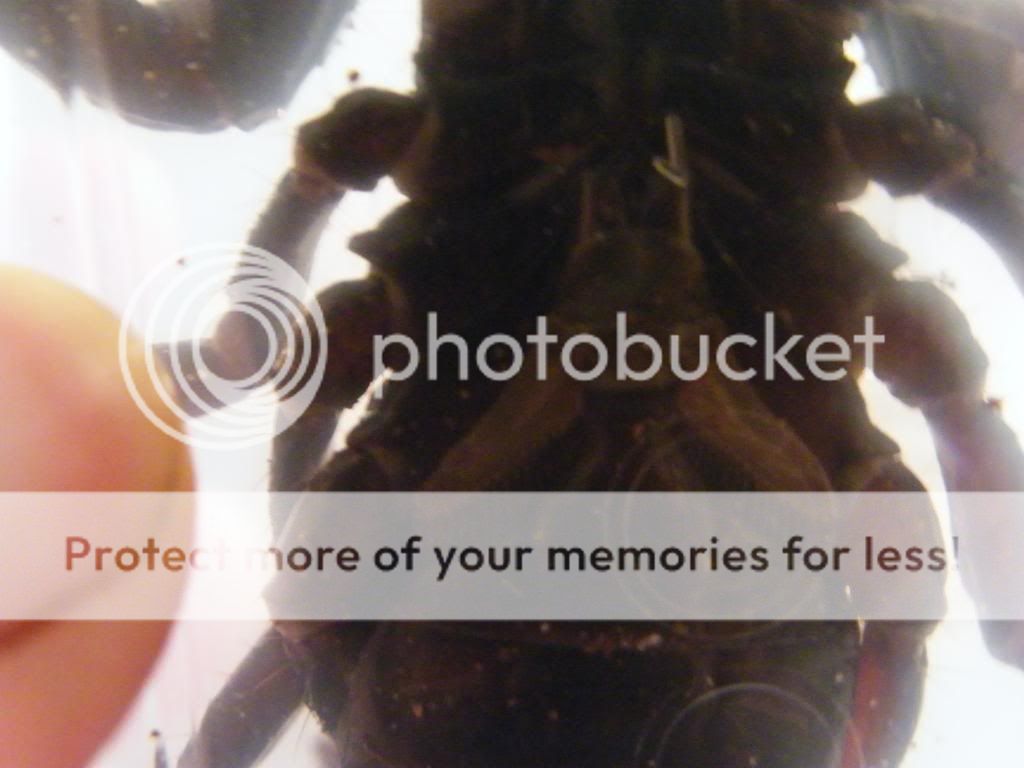 SW England - female h, spinifer for swap | Reptile Forums