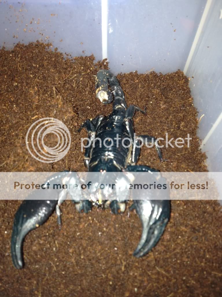 SW England - female h, spinifer for swap | Reptile Forums