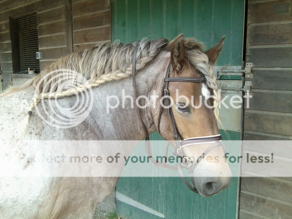 Spanish Plait - How To? | Horse and Hound Forum