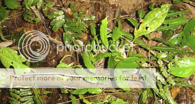 Costa Rica Herps (picture heavy) - Field Herp Forum