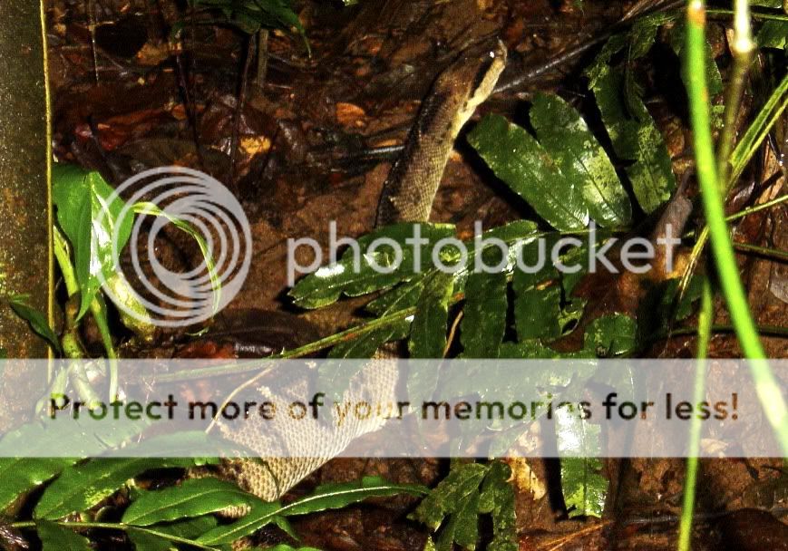 Costa Rica Herps (picture heavy) - Field Herp Forum